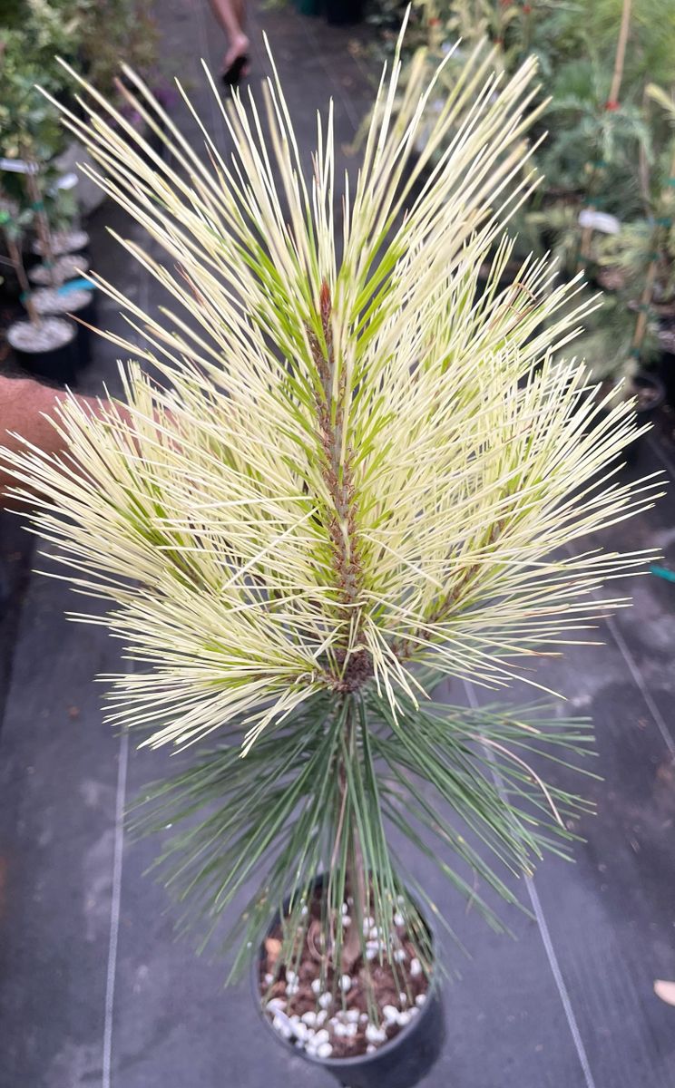 Pinus densiflora 'Pope' (Pope Japanese Pine) Rare!