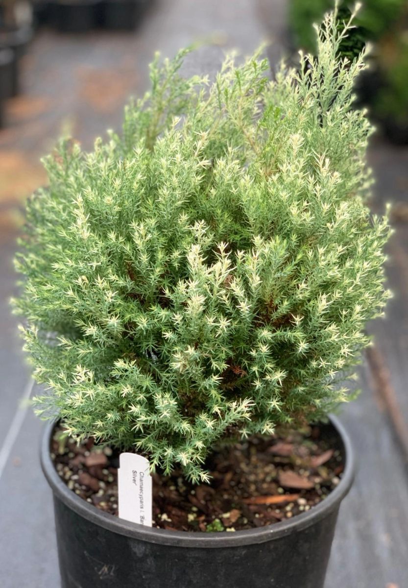 Chamaecyparis lawsoniana 'Barry's Silver' (Barry's Silver Lawson Cypress)