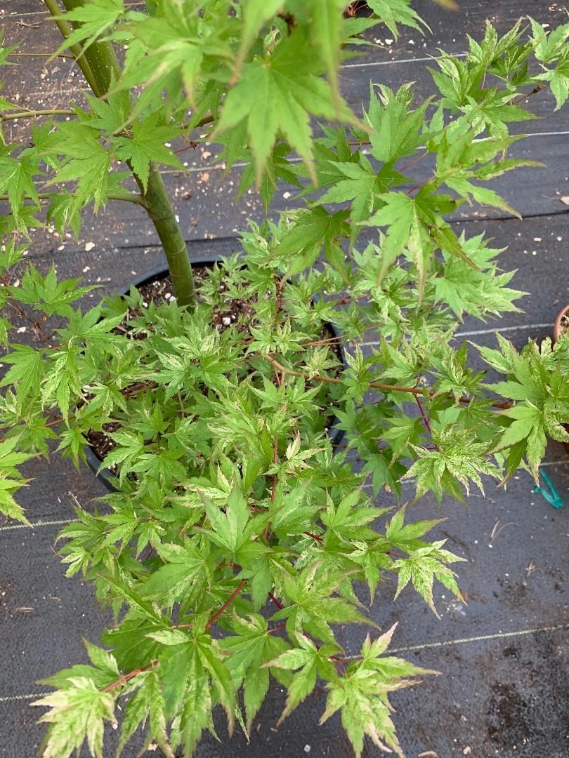 Acer palmatum 'Cosmos' (Cosmos Japanese Maple) Pick Up Only!!!