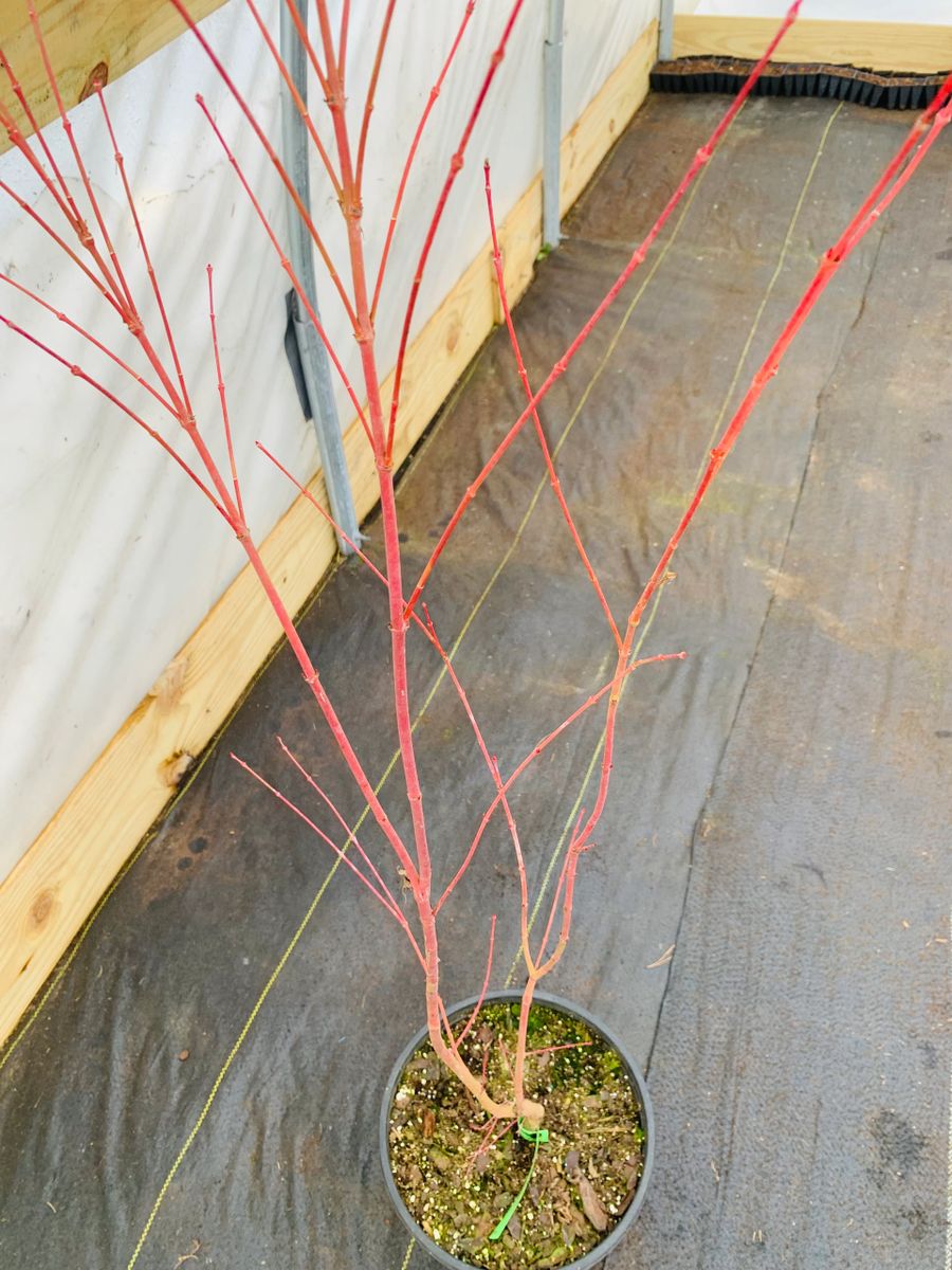 Acer palmatum 'Cupid' (Cupid Dwarf Coral Bark Japanese Maple) Rare!