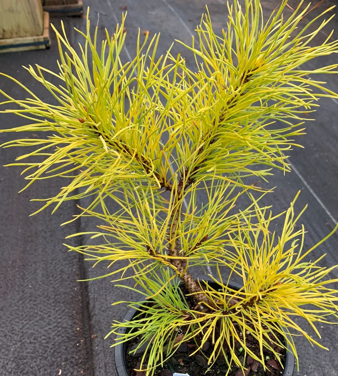 Pinus contorta 'Chief Joseph' (Chief Joseph Lodgepole Pine)