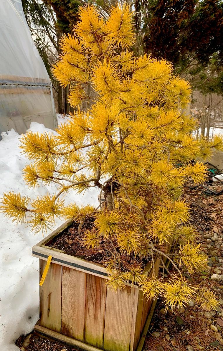 Pinus contorta 'Chief Joseph' (Chief Joseph Lodgepole Pine large)