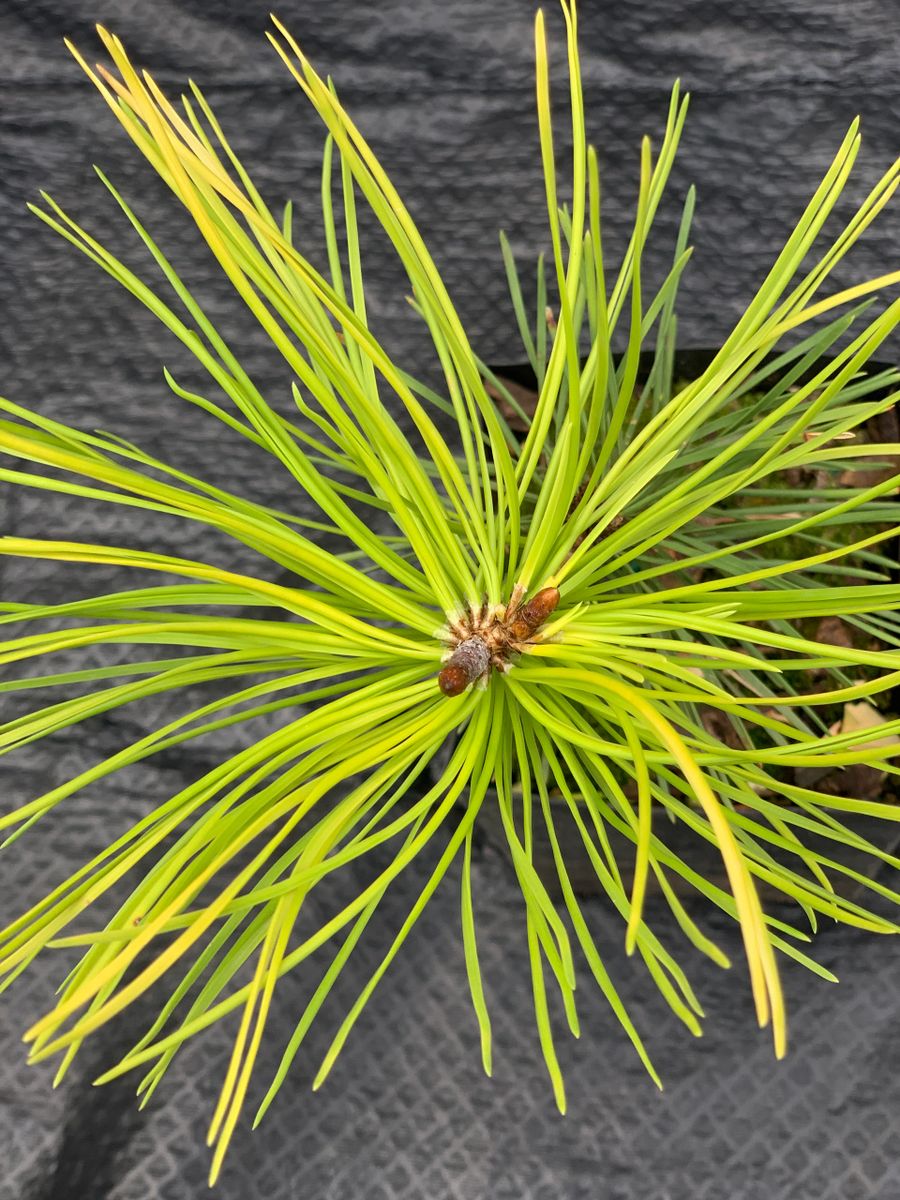 Pinus contorta 'Frisian Gold' (Frisian Gold Lodgepole Pine) Rare!