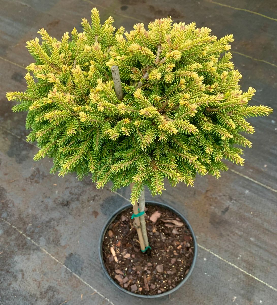 Picea orientalis 'Tom Thumb Gold' On 18" Standards (Lollipop style)
