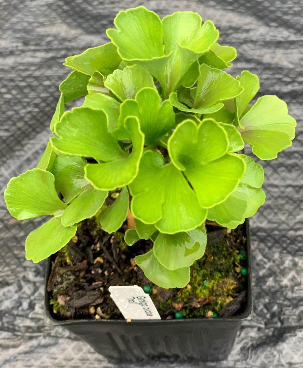 Ginkgo biloba 'Troll' (Troll Maidenhair Tree)