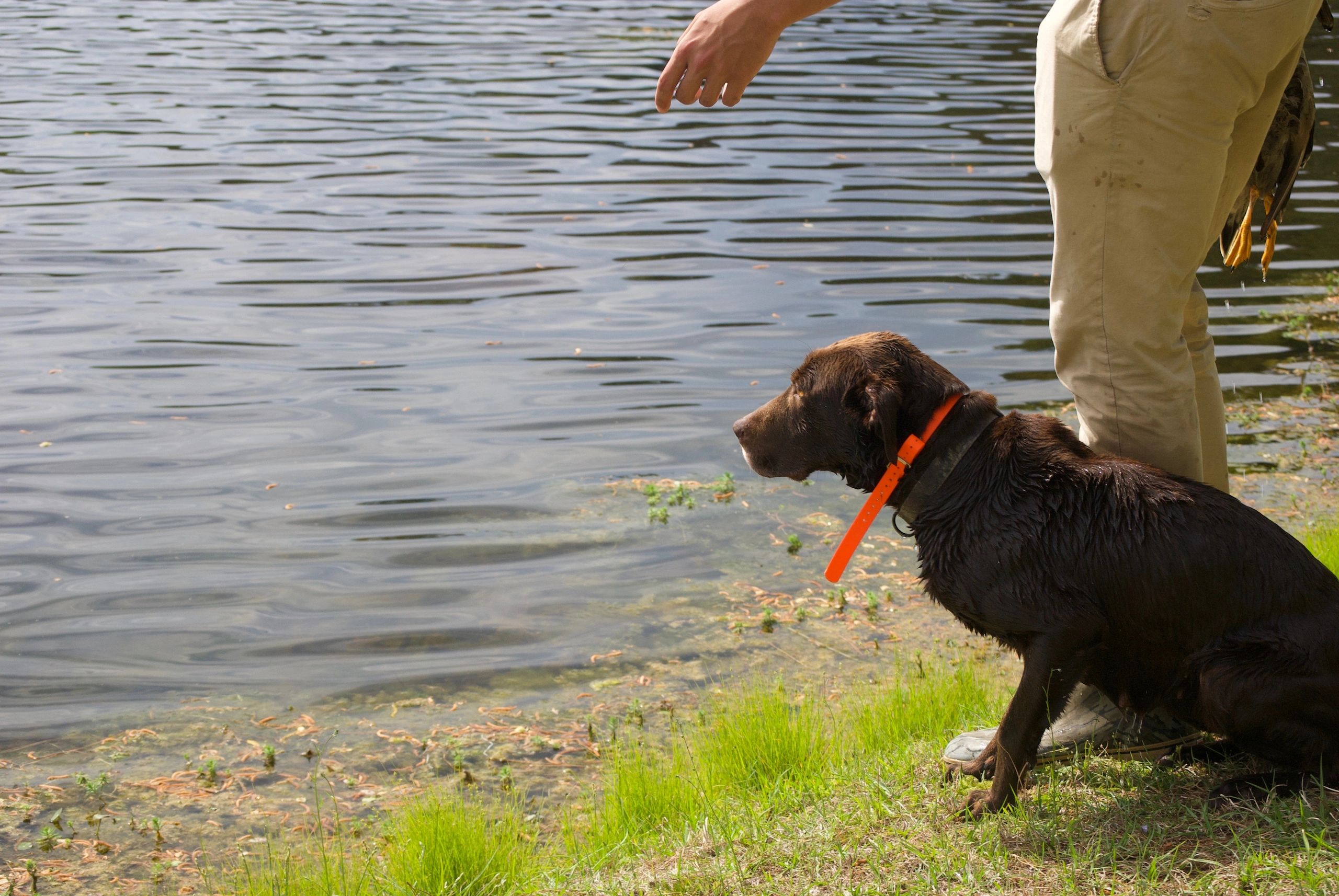 Juniper Creek Kennels
