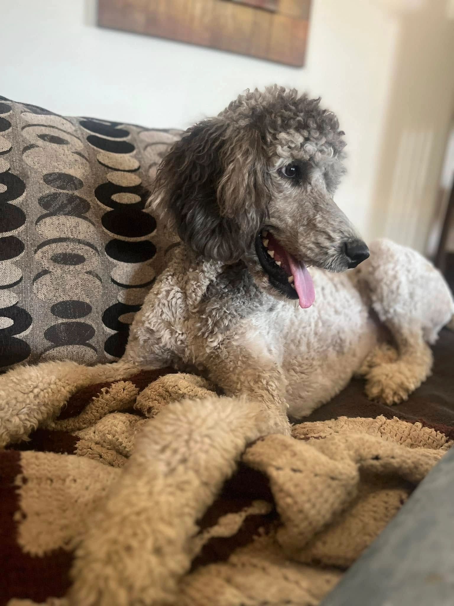 Adopt Adorable Poodle Puppies | Legacy Farms