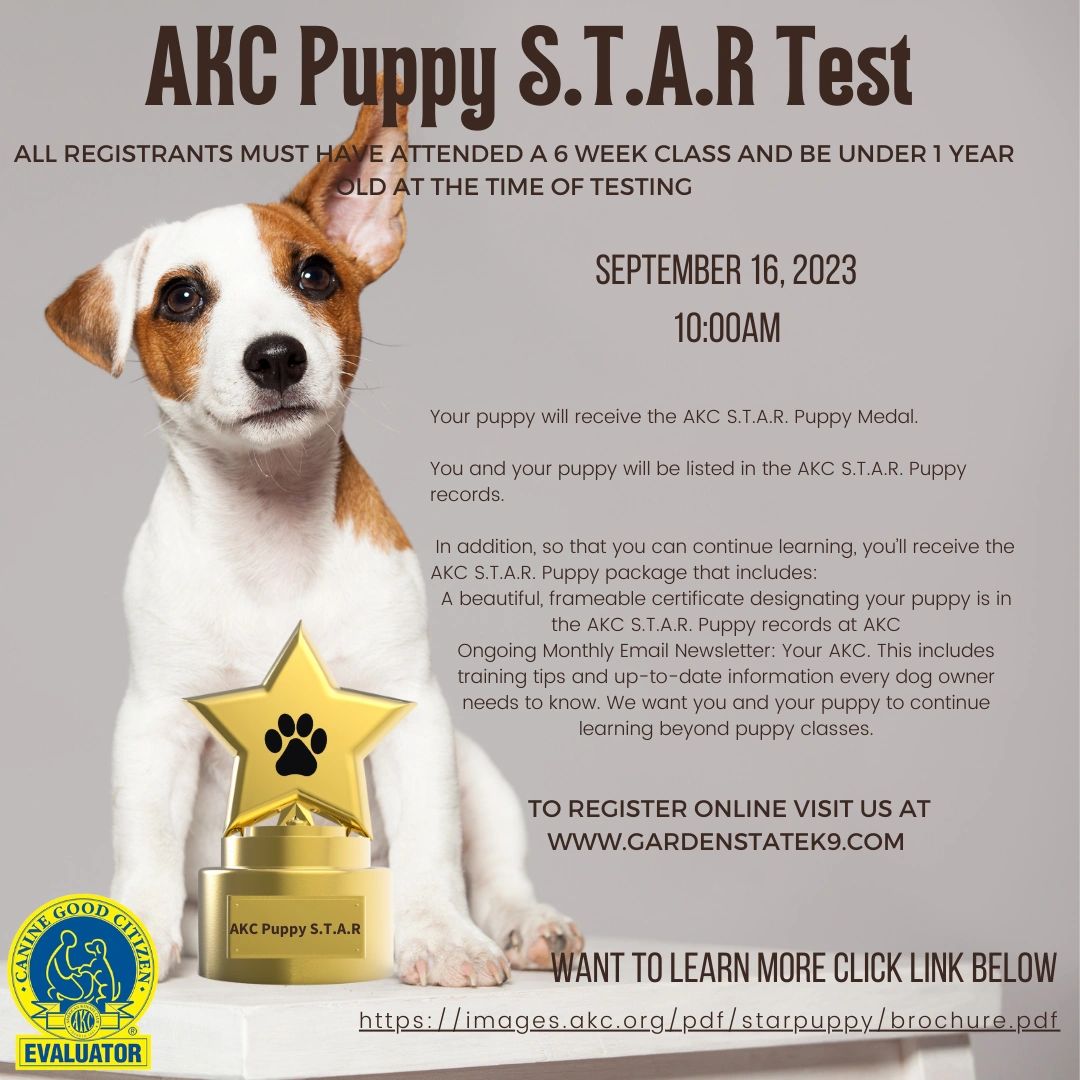 AKC S.T.A.R Puppy Certification