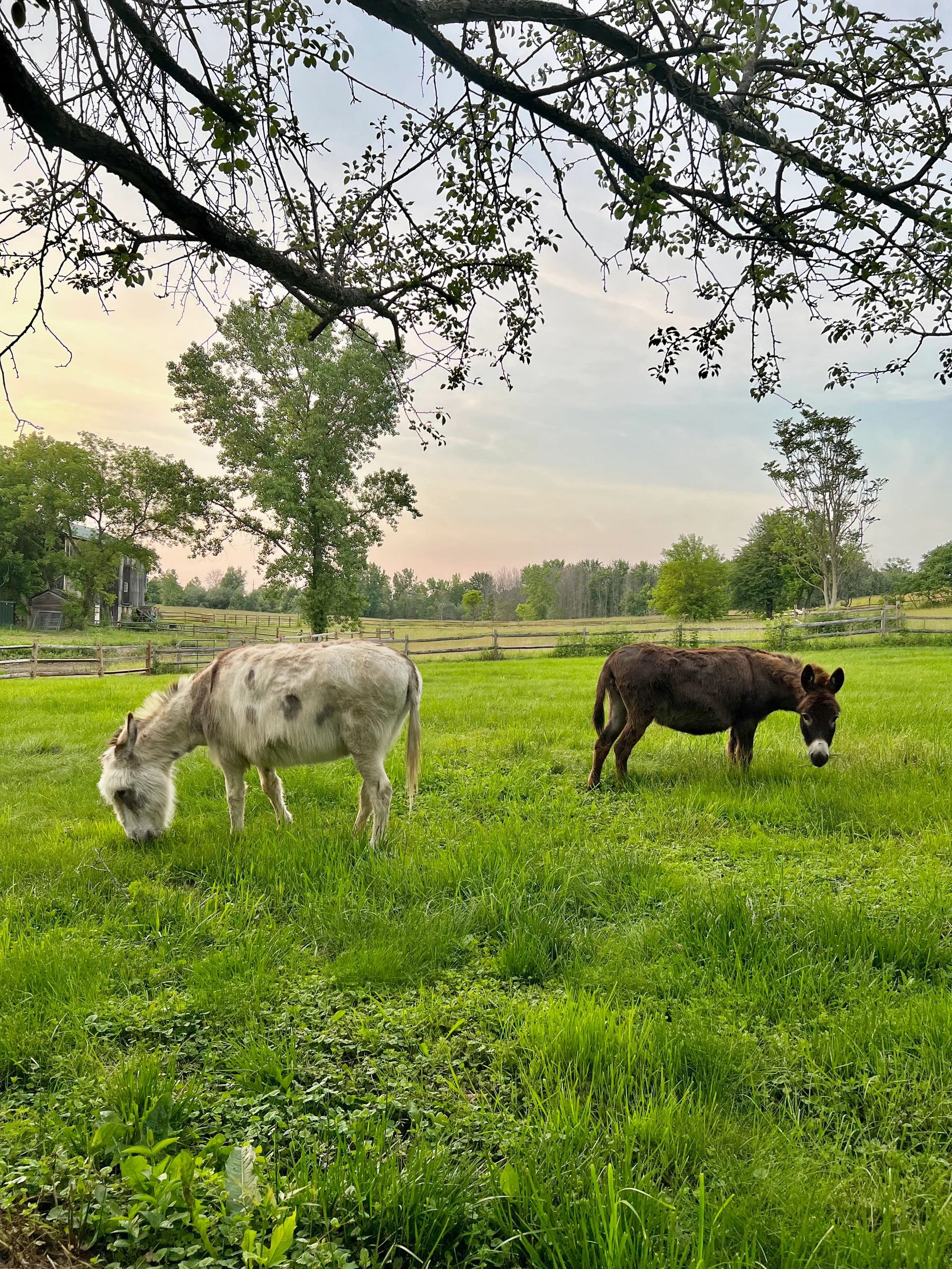 Freedom Farmhouse Sanctuary