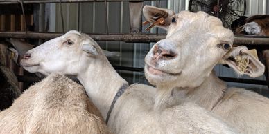 The Goatery at Kiawah River - Goat Farm, Goat Cheese, Cheese