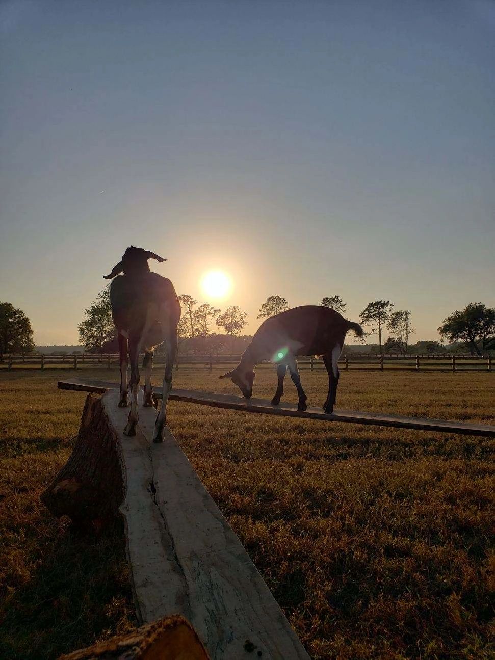The Goatery at Kiawah River - Goat Farm, Goat Cheese, Cheese