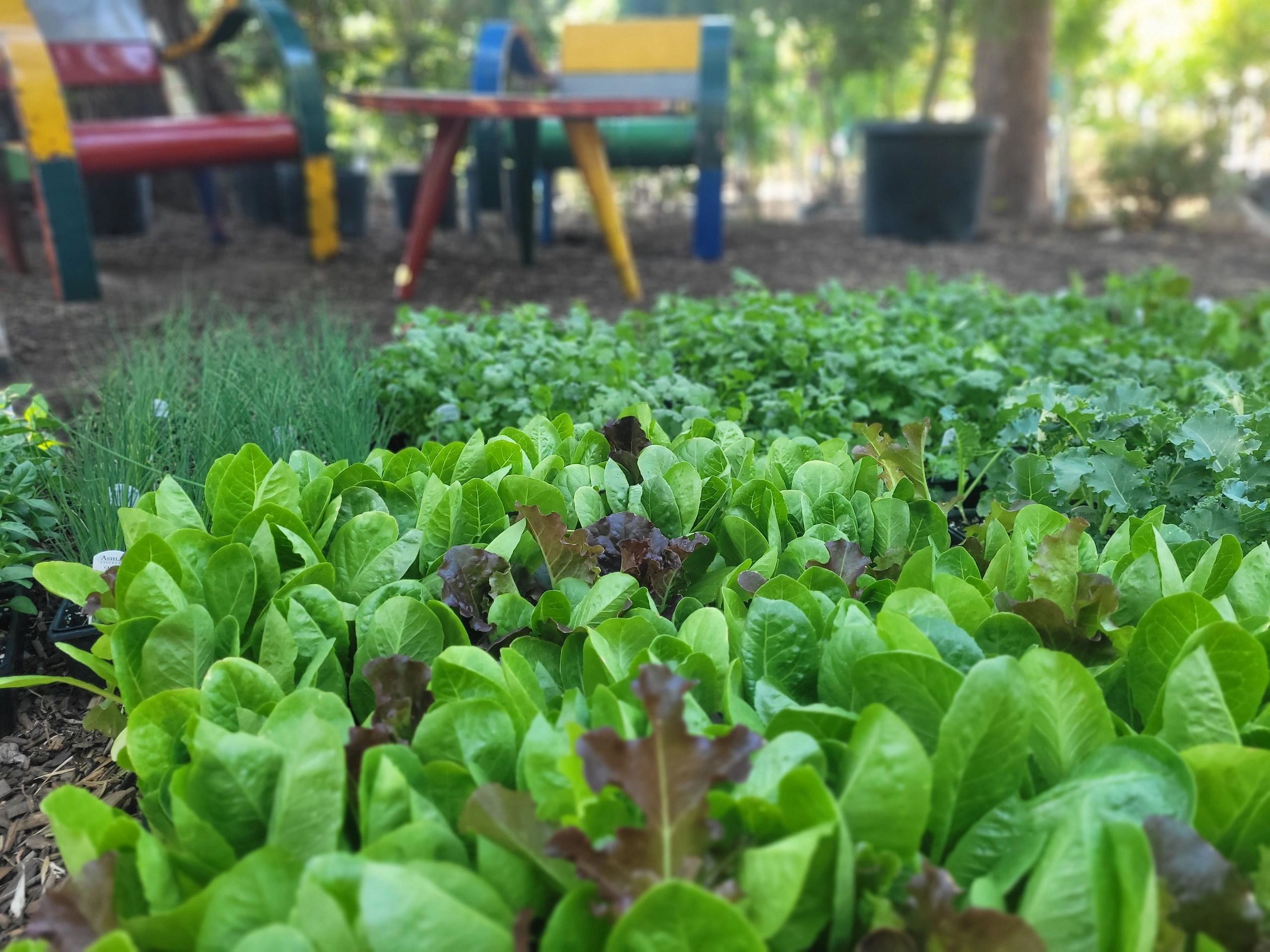 Spring Hill Nursery and Gardens - Plants, Nursery, Gardens