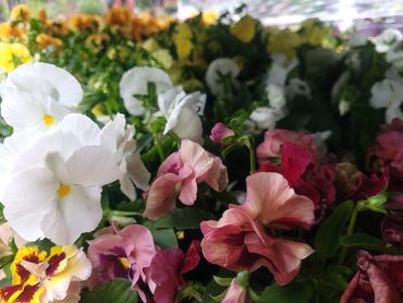 Spring Hill Nursery and Gardens - Plants, Nursery, Gardens