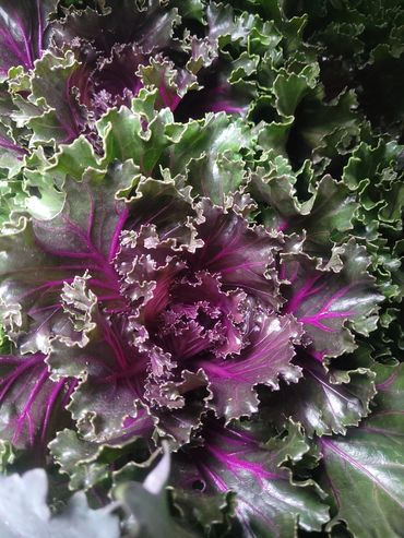 Spring Hill Nursery and Gardens - Plants, Nursery, Gardens