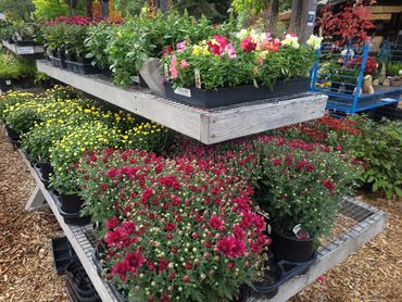 Spring Hill Nursery and Gardens - Plants, Nursery, Gardens