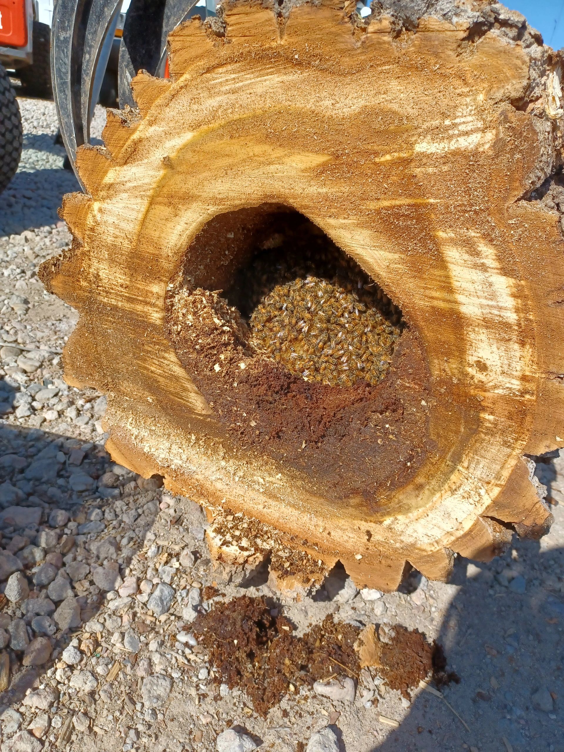 Discovering bees living in trees...