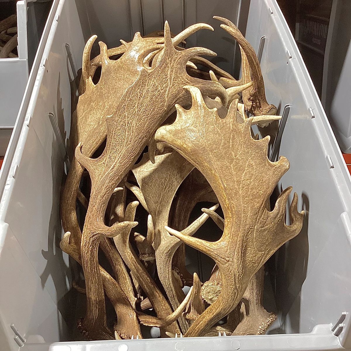 A-Grade, FALLOW Deer Antler Sheds, Brown Color - 5 or 10 Pounds