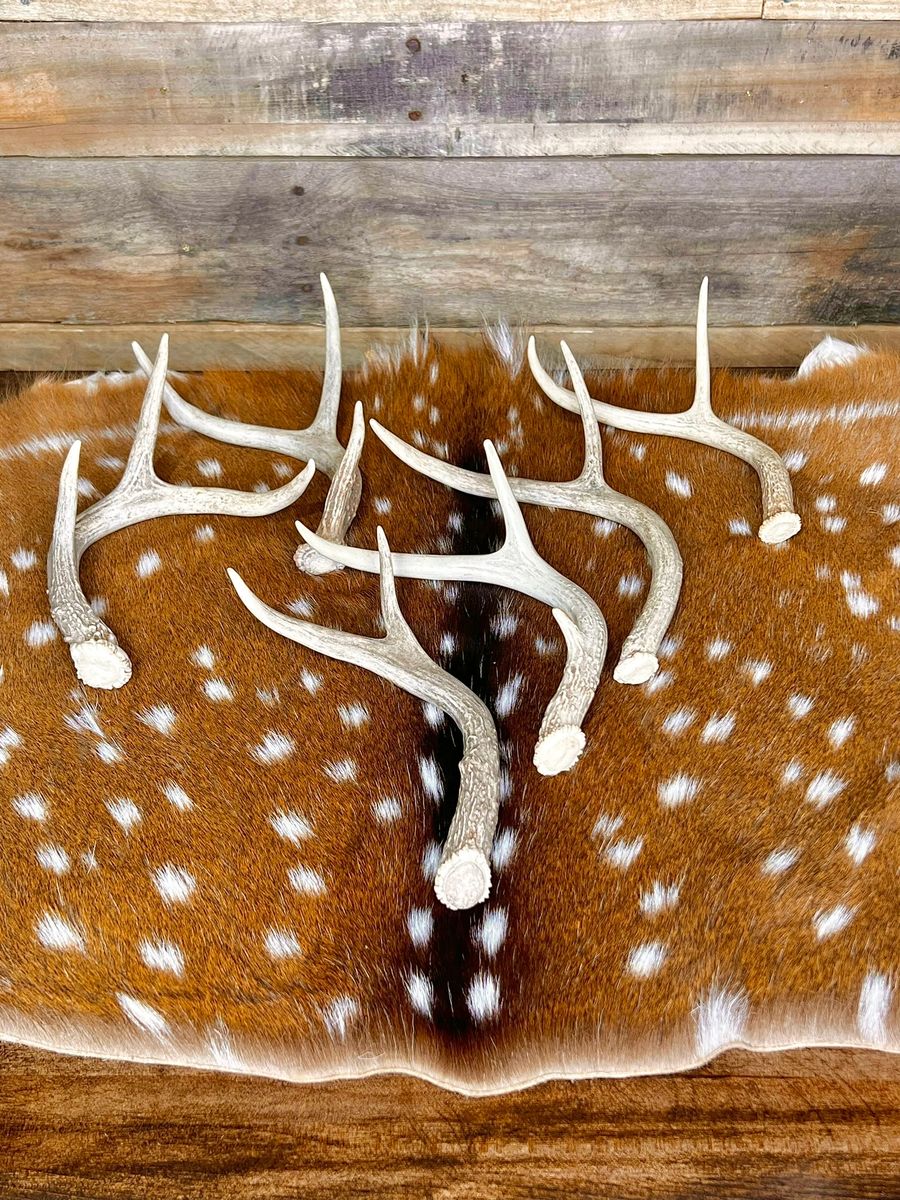 Extra-Small Fork-Horn 2/3 Point Whitetail Deer Antler Sheds - Wreath ...