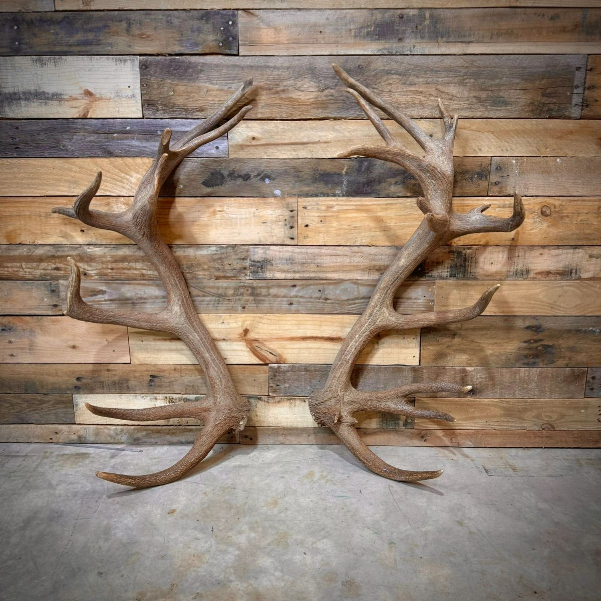 Giant Matching Pair of Red Stag Antler Sheds - 260" Free Ship