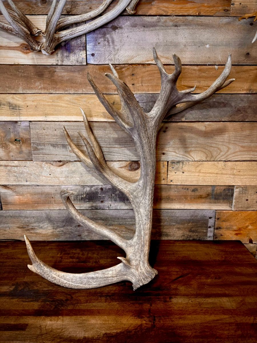 Nice Red Stag Antler Shed - 15 Points, 29" Long