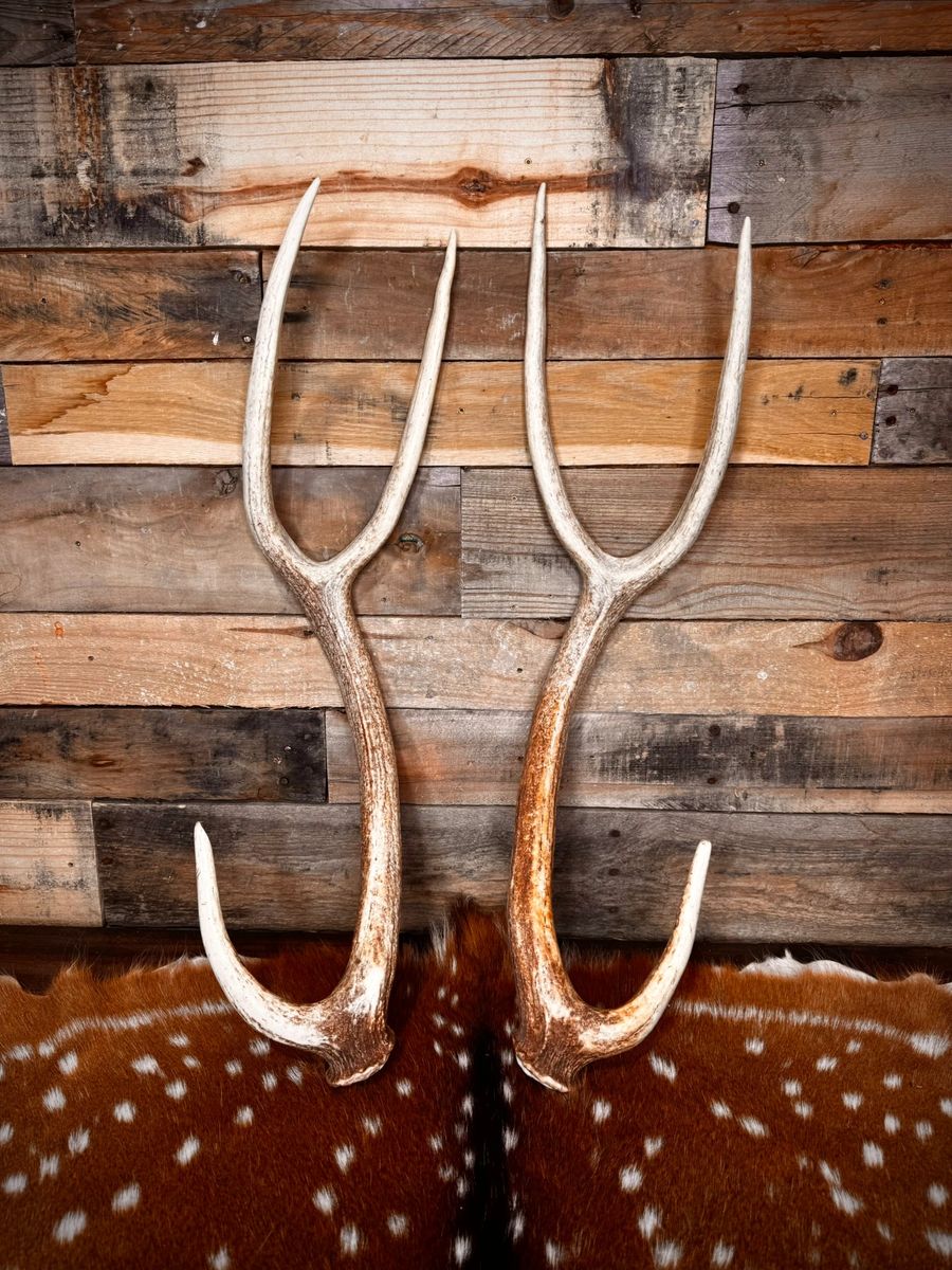 Big Heavy Matching Pair of Trophy Axis Antlers - 30" Long