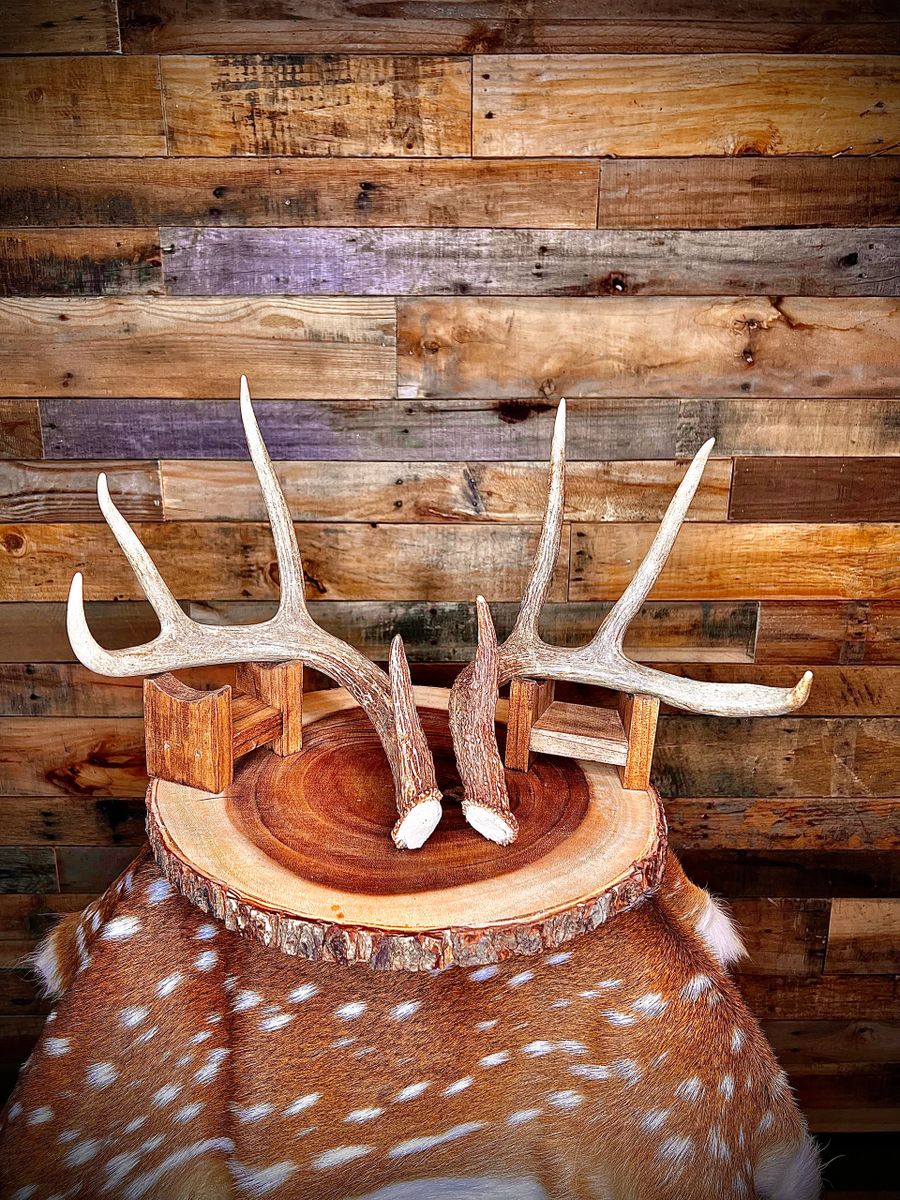 Pair of Non-Matching Whitetail Deer Antler Sheds - Small, Medium or ...