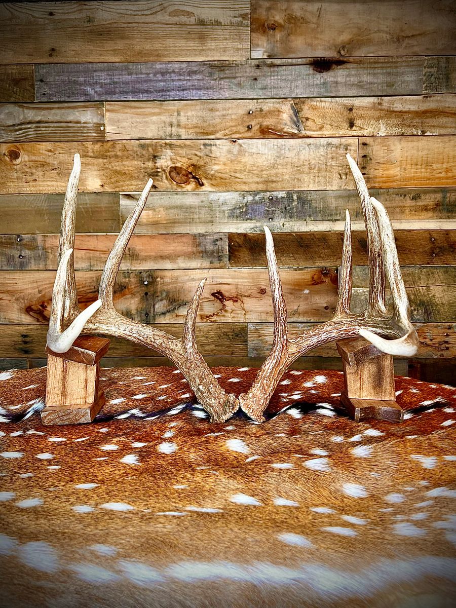 Pair of Non-Matching Whitetail Deer Antler Sheds - Small, Medium or ...
