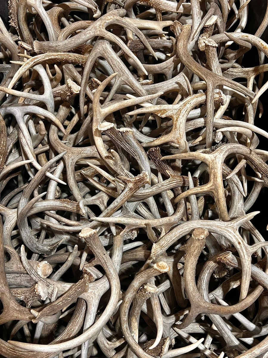 A/B Grade Mix, Good Solid Whitetail Deer Antler Sheds - 5 or 10 Pounds ...