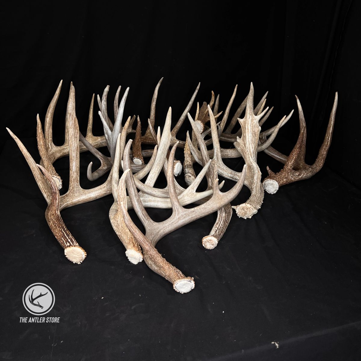 Extra Large Heavy Whitetail Deer Antler Sheds