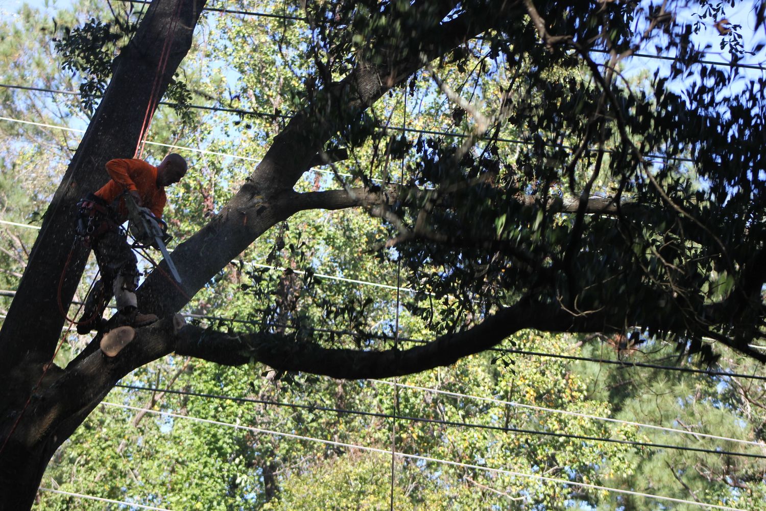 Todd Pate Tree Service