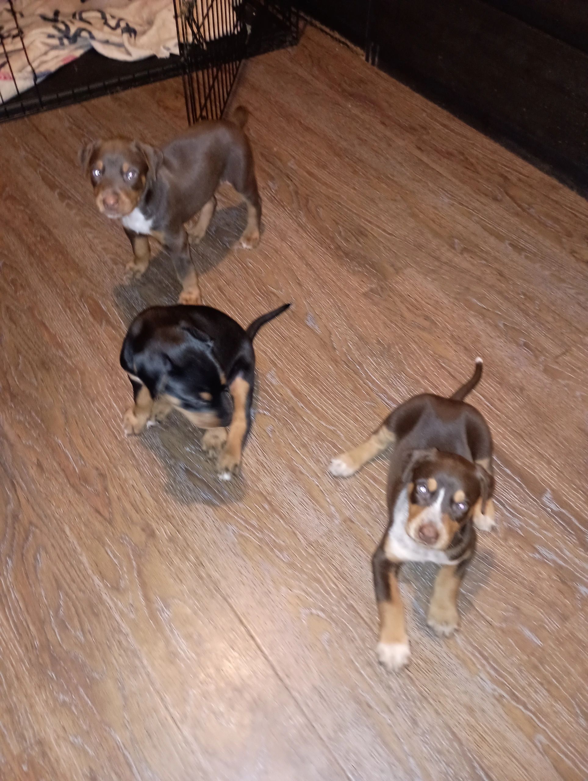 Doberman & Golden Retriever Puppies for sale