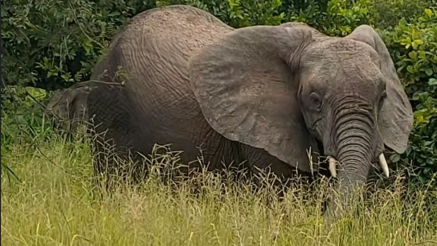 Fadhili Adventure Safari