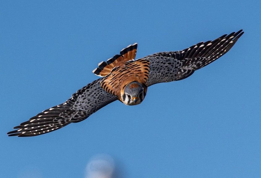 Local Birds & Bird Areas | Richmond Audubon Society