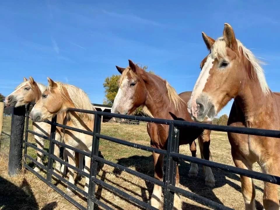 BraveHeart Equine Center