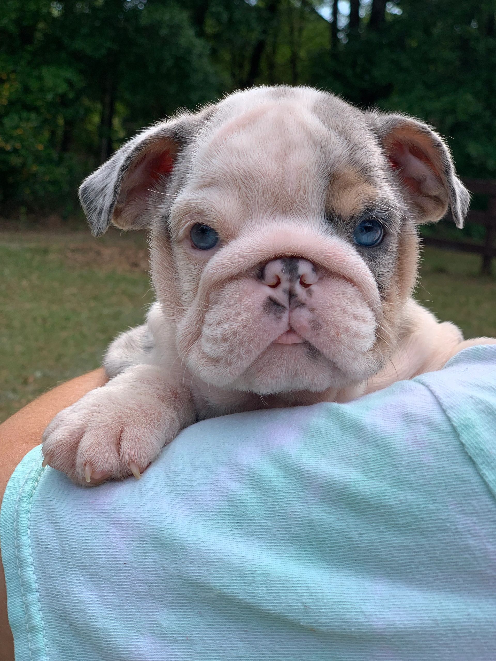 Our Bulldog Babies | Carter's Boxer Babies