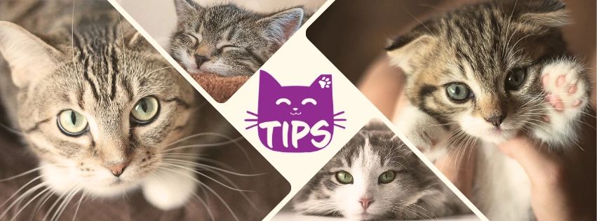 TNR and Community Cat Services in Clark County