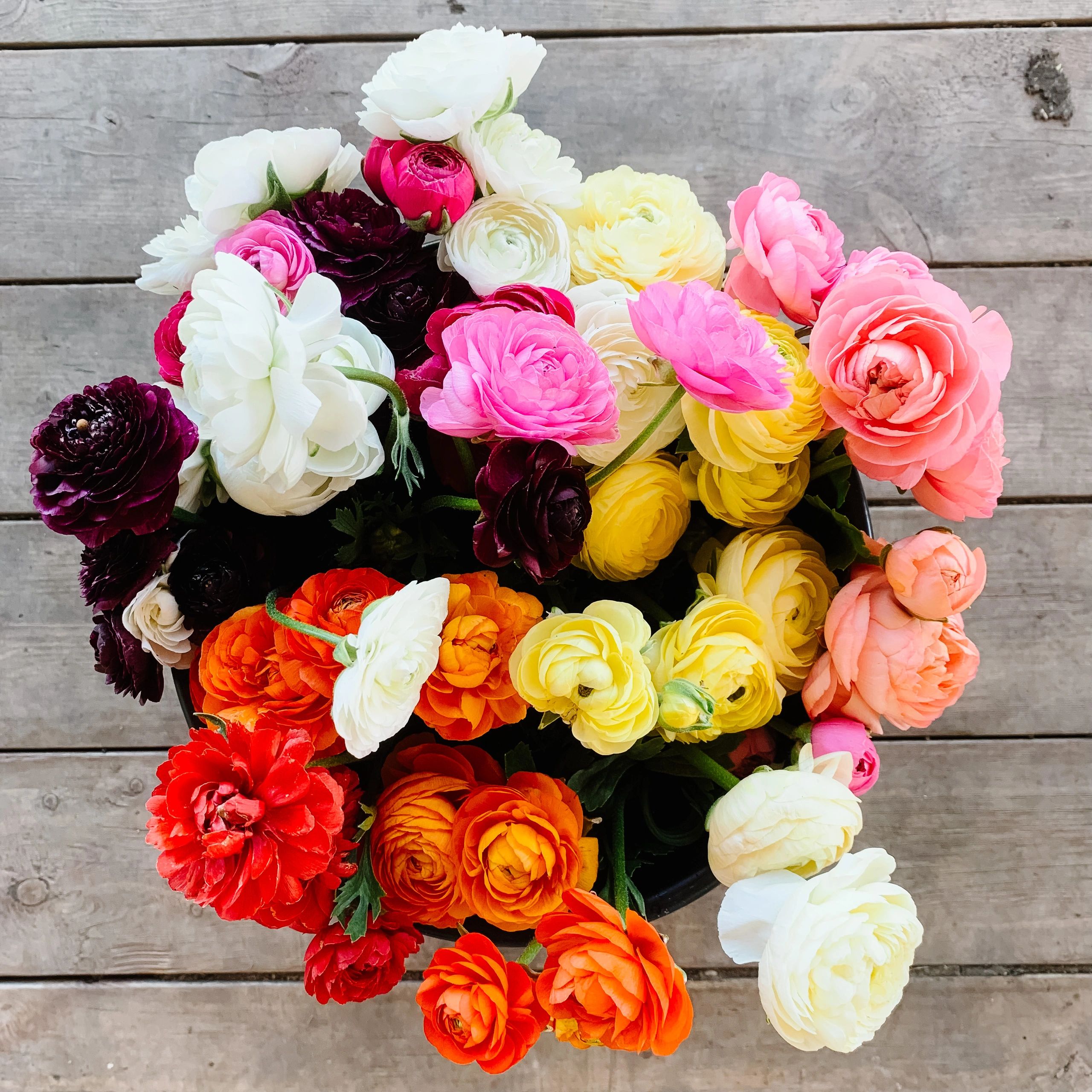 How To Grow Ranunculus in Cold Climates