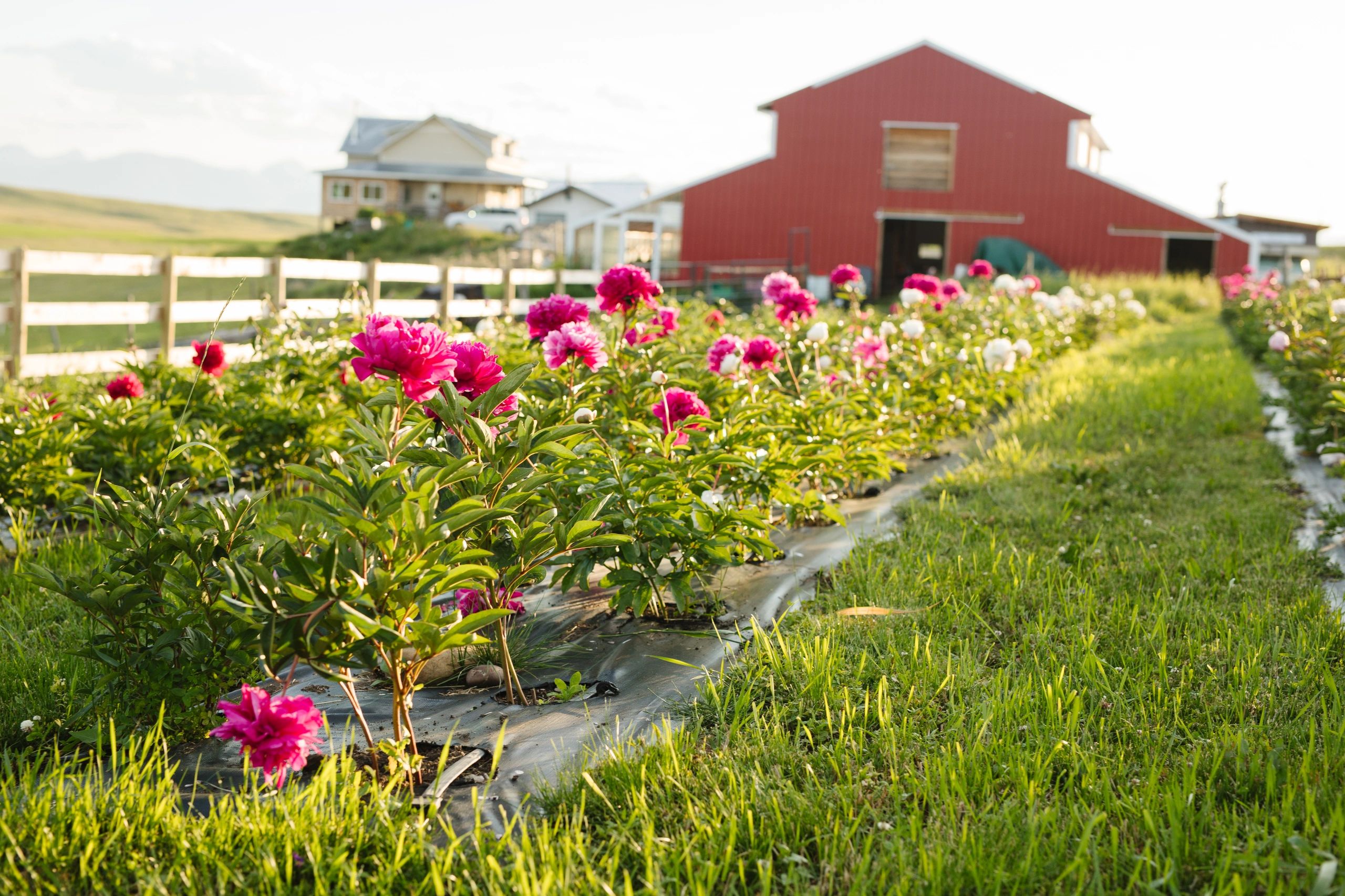 Primrose Lane Farm - Flower Farm, Flowers, Flower Delivery