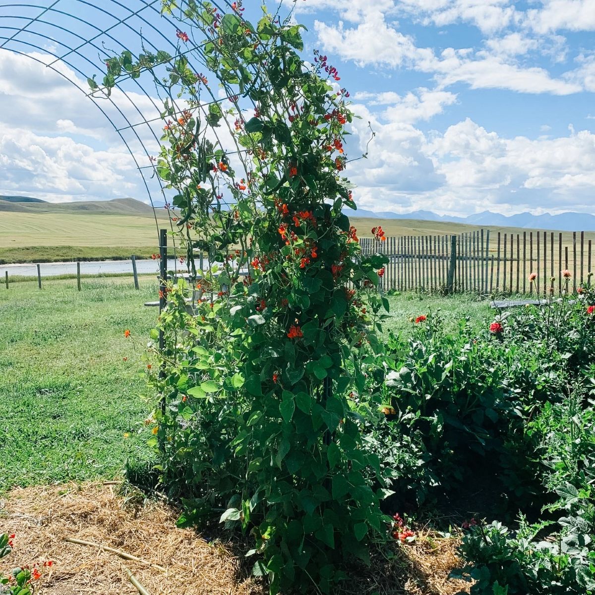 Scarlet Runner Beans