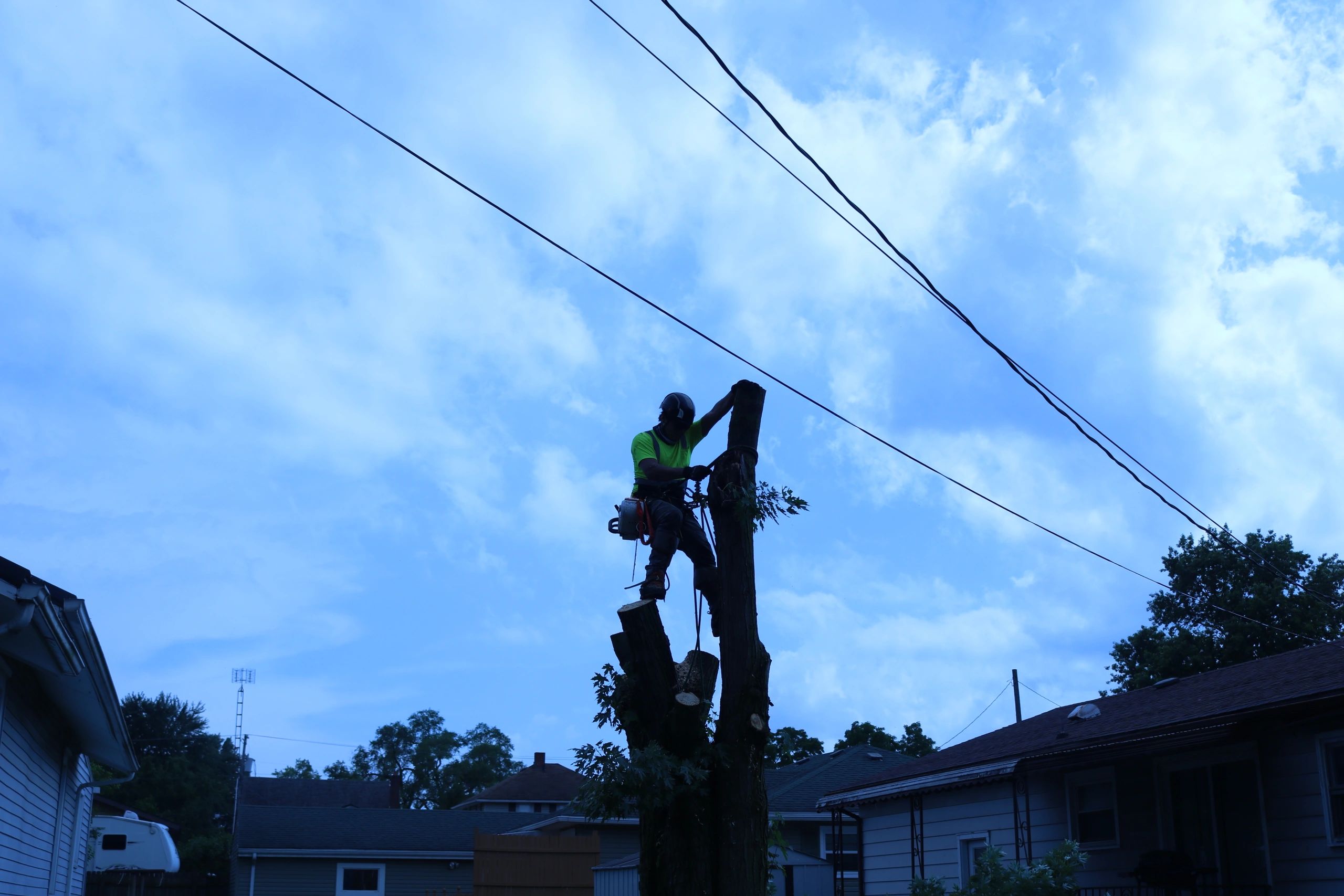 Loaeza & Vargas Tree Service