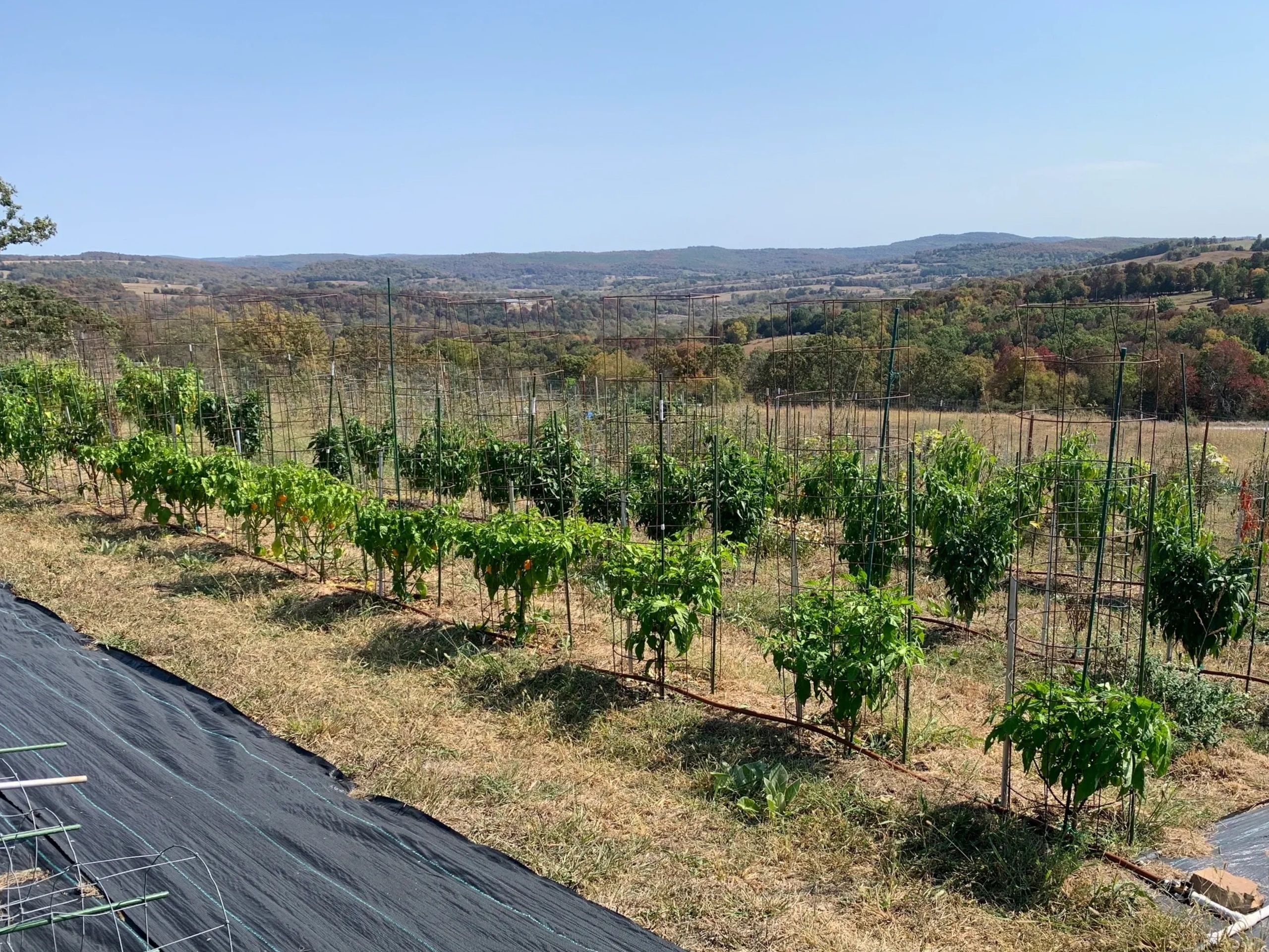 About | Butterfrog Farms