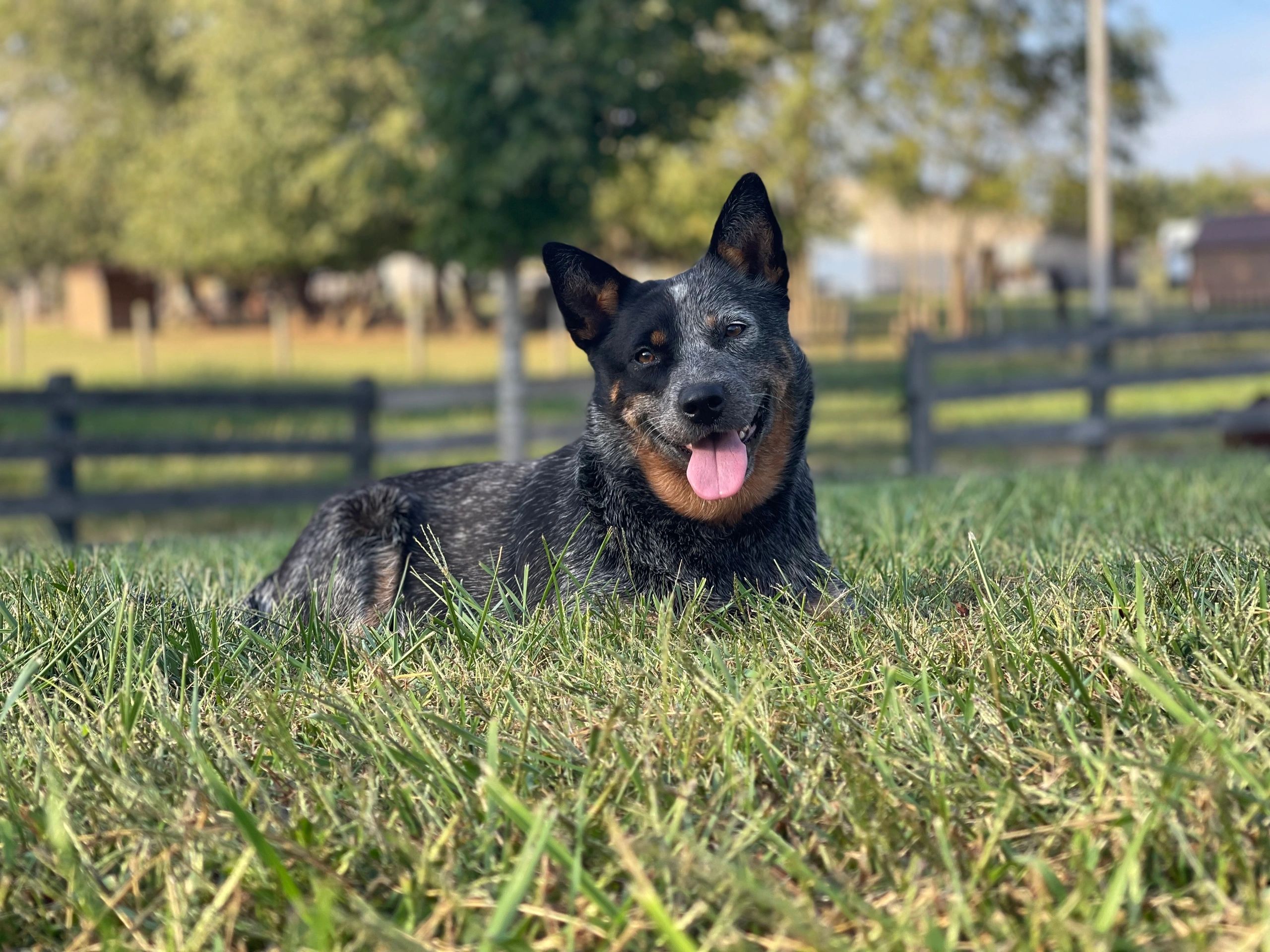 Pepper 2026 Spring litter