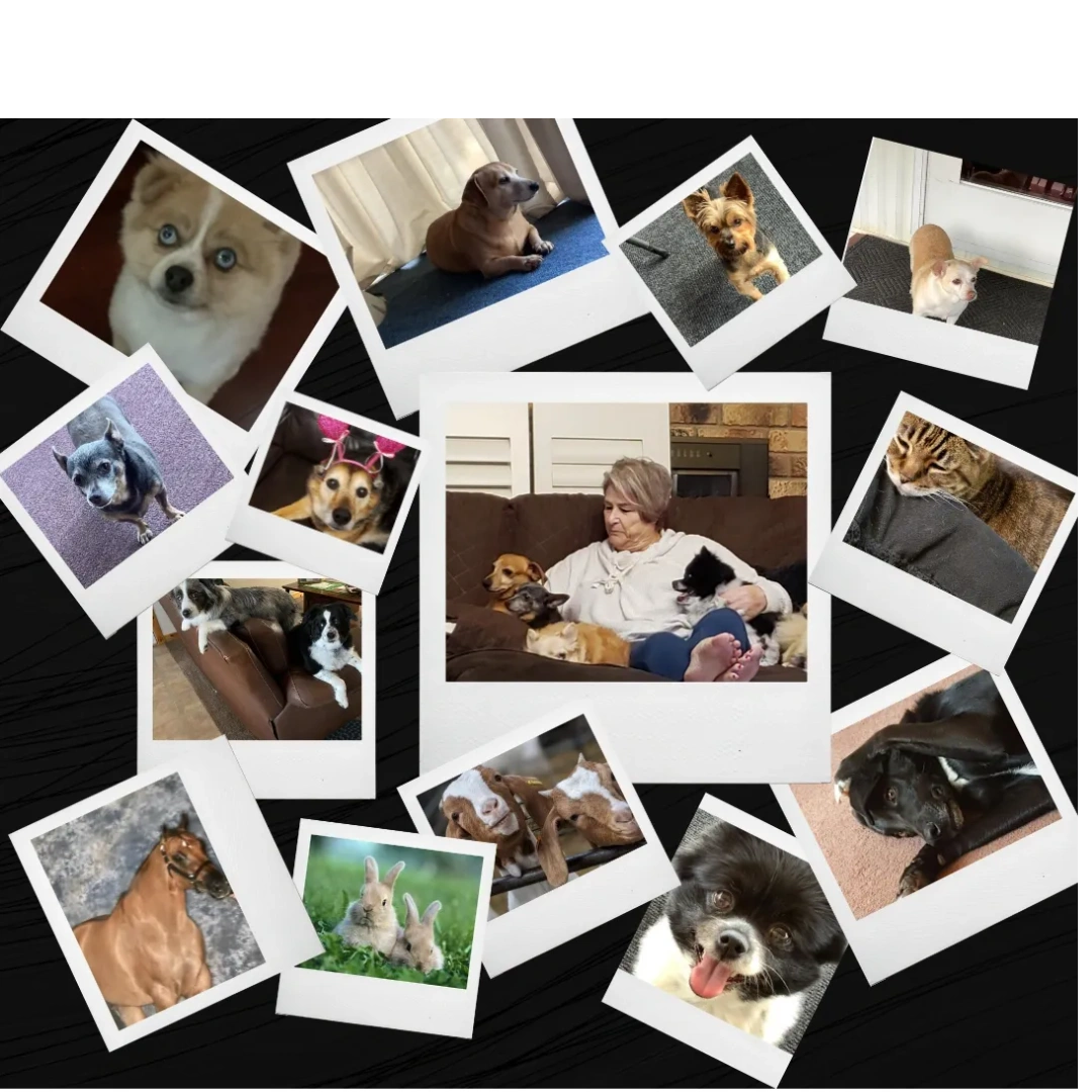 Essential Oils for Animals - Animal Wellness Aromatherapy