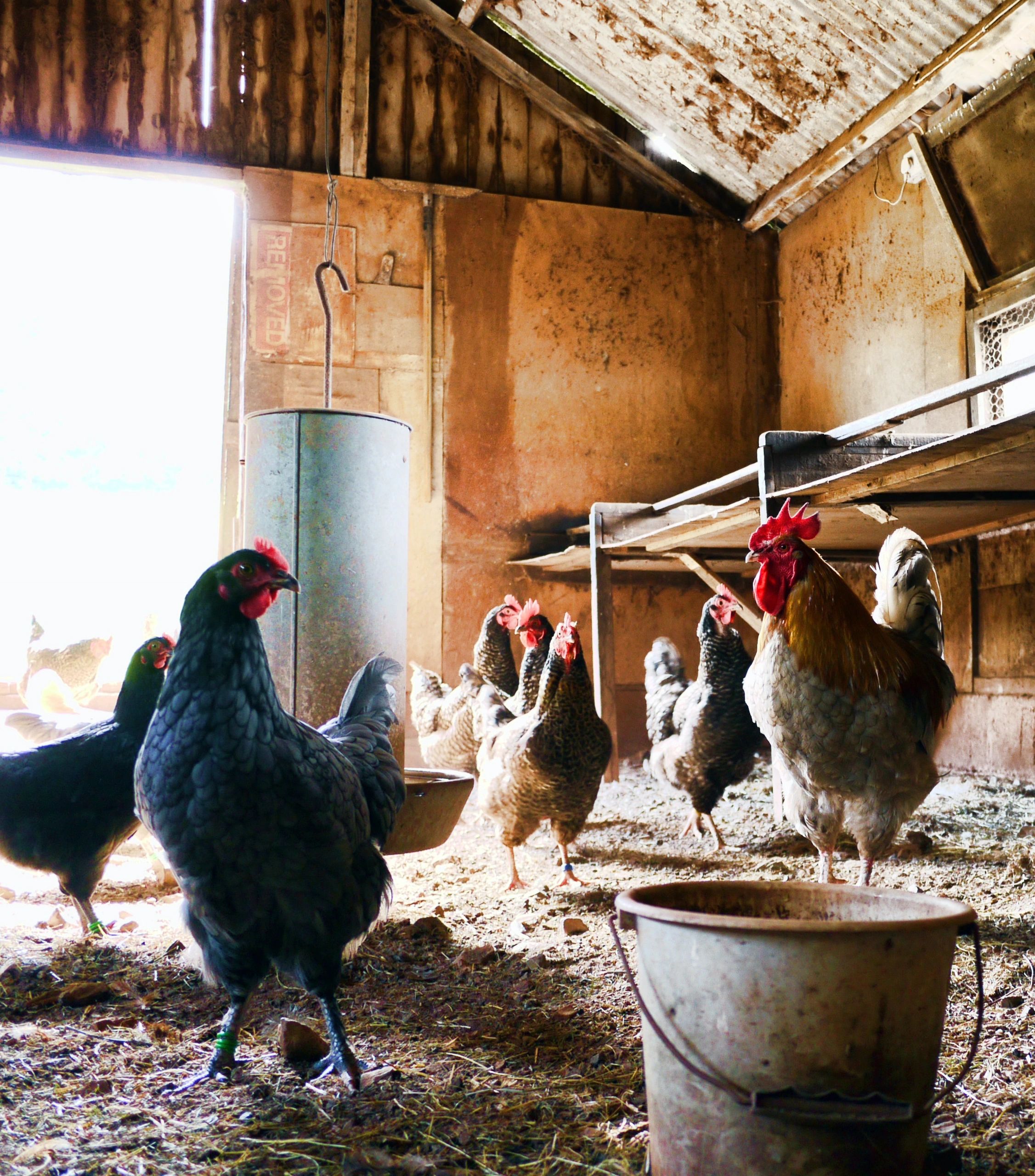 S C Poultry Service
