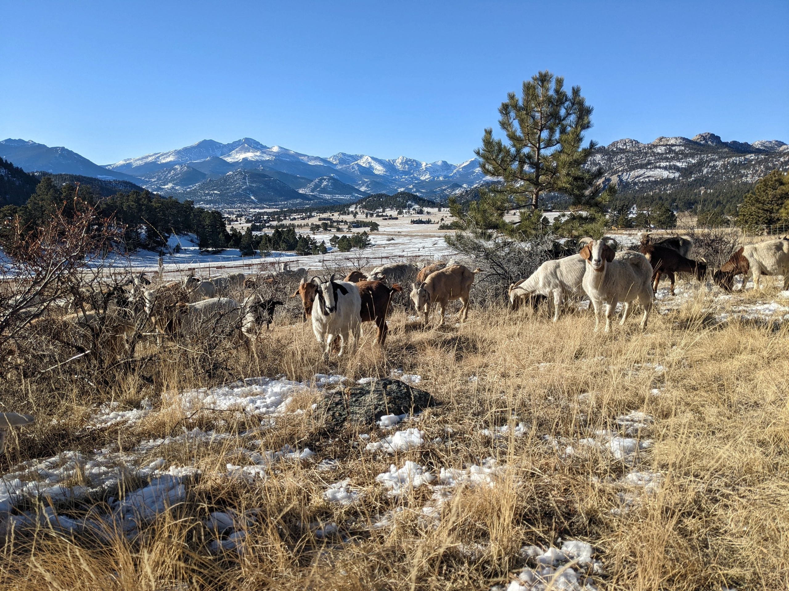 Goat Bros - Local Grazing Services, Agricultural Service, Goats