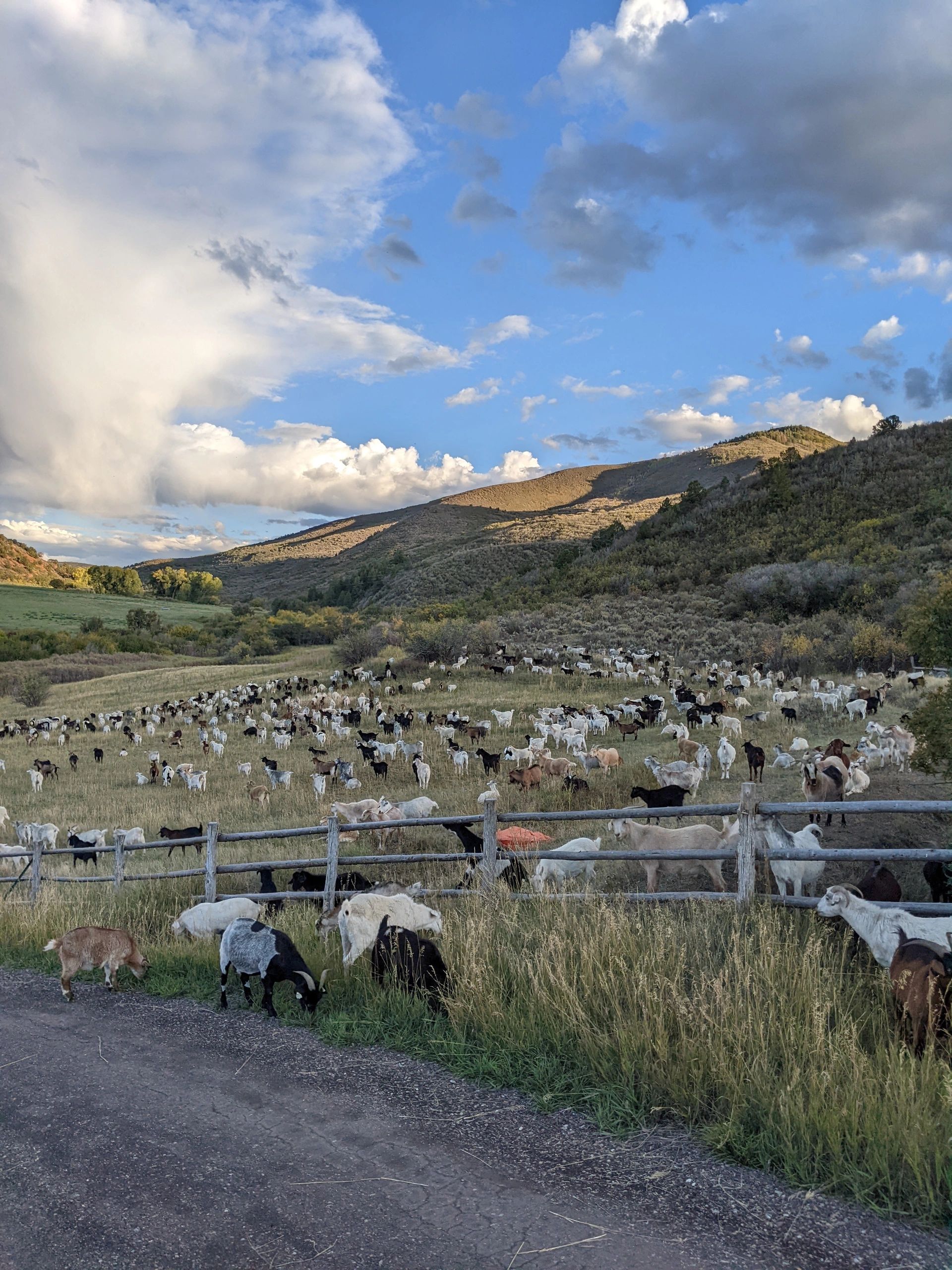 Goat Bros - Local Grazing Services, Agricultural Service, Goats