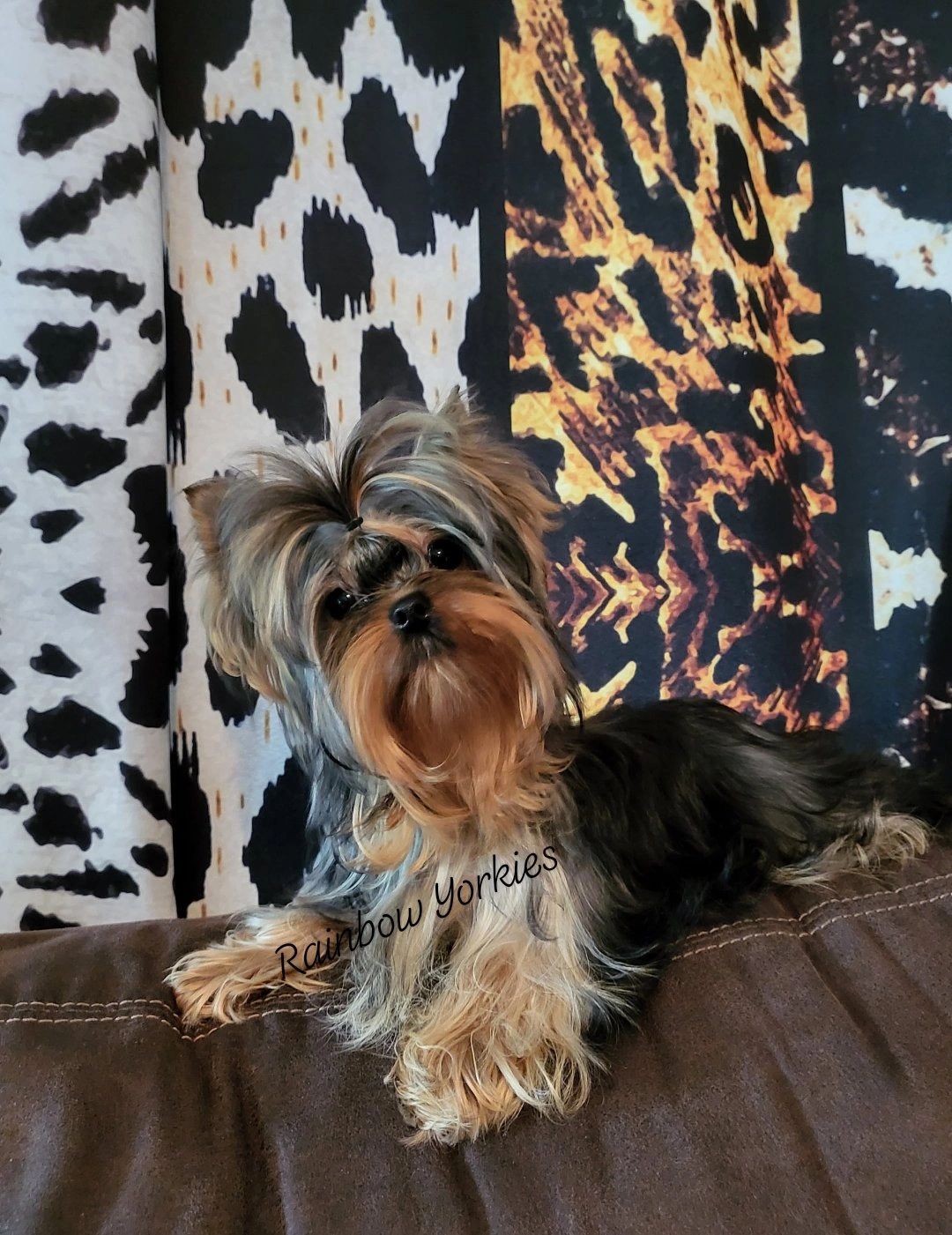 Reviews | Rainbow Yorkies