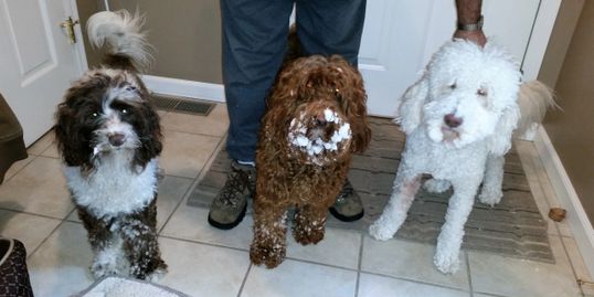 Adoption and Pricing | Rum River Labradoodles