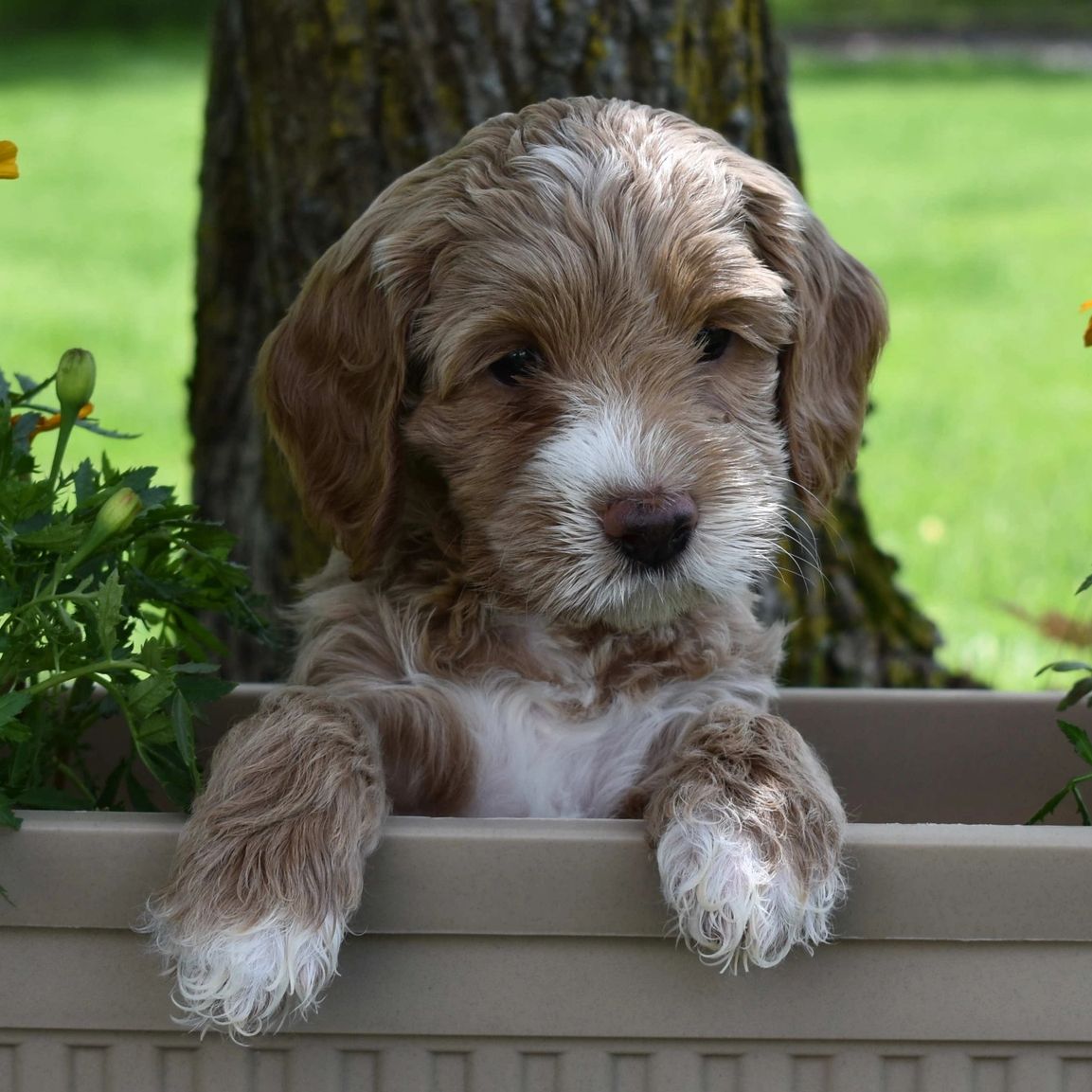 Available Puppies