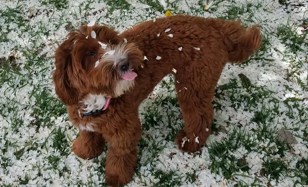 Rum River Labradoodles - Labradoodle Puppies, Minnesota